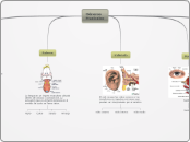 LOS SENTIDOS - Mind Map